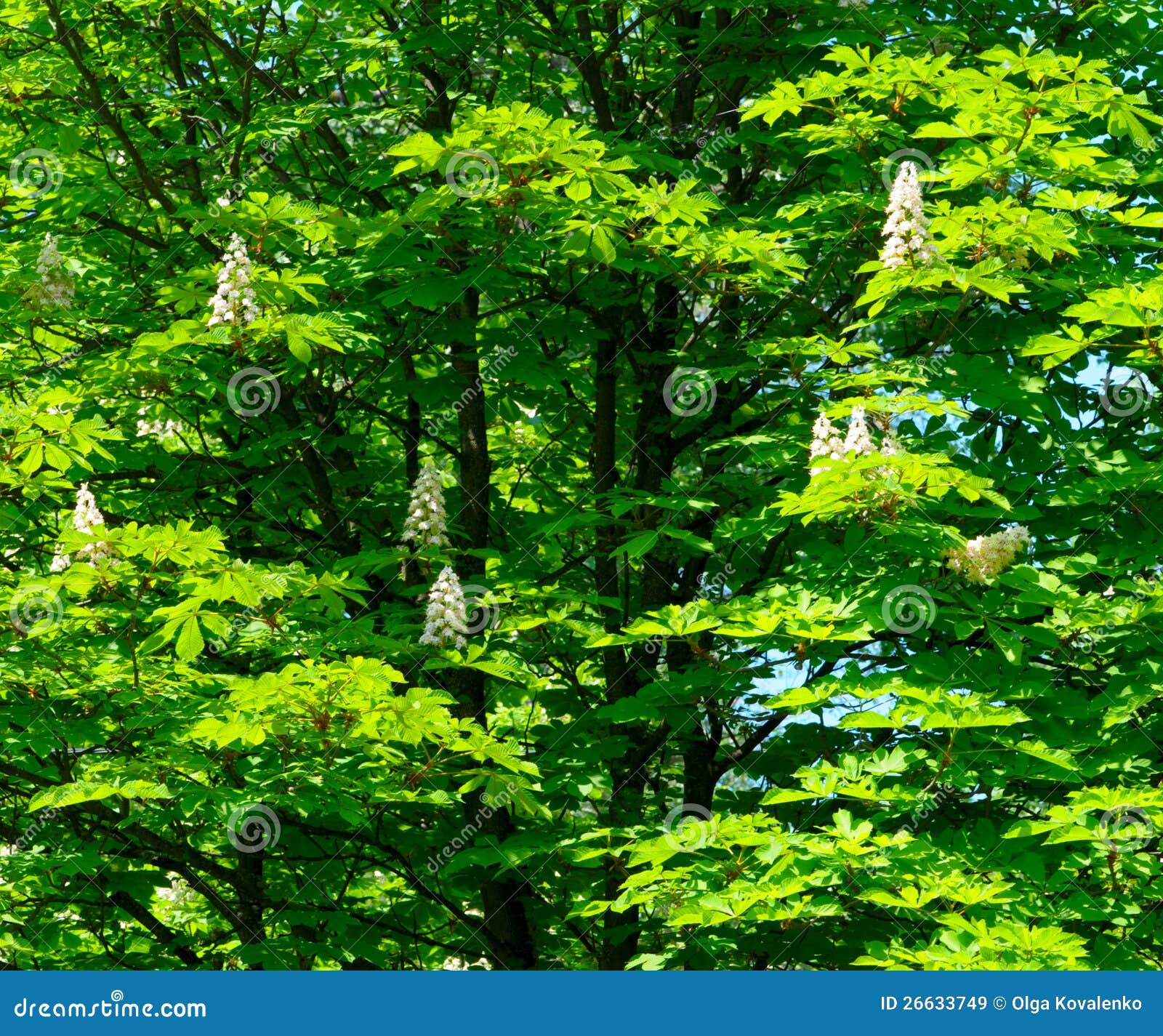 Blooming chestnut tree stock image. Image of natural - 26633749