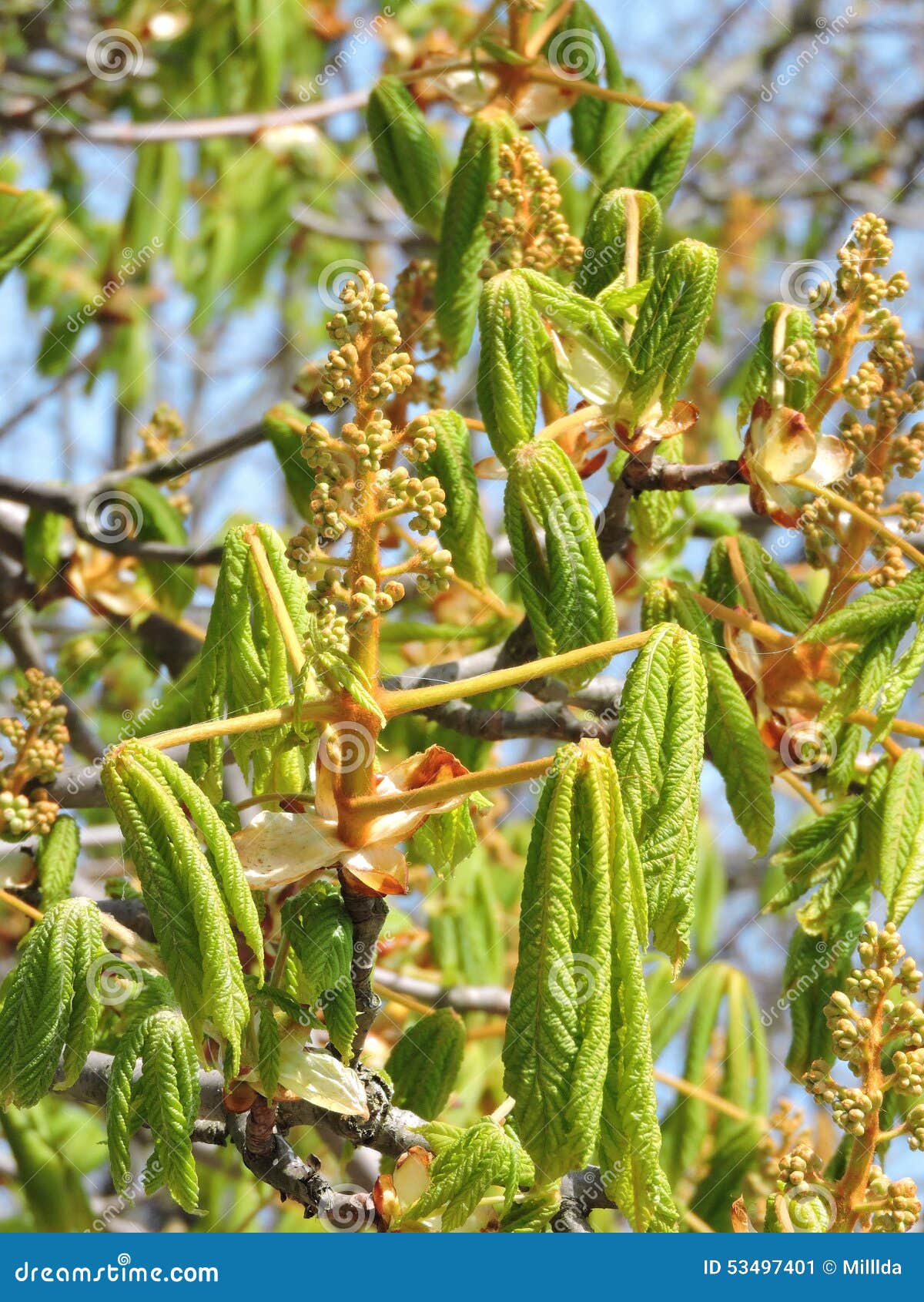Blooming chestnut tree stock image. Image of blue, flower - 53497401