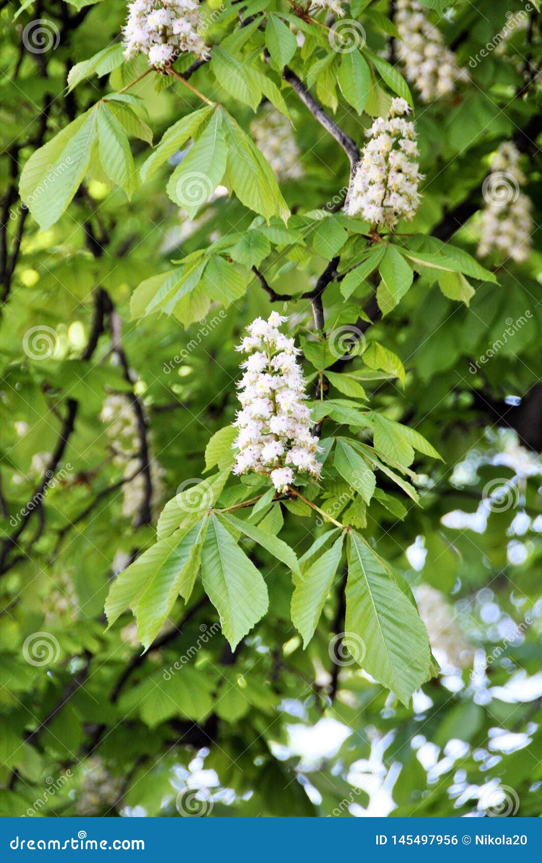 The Blooming Chestnut Tree with White Blossoms Stock Photo - Image of ...