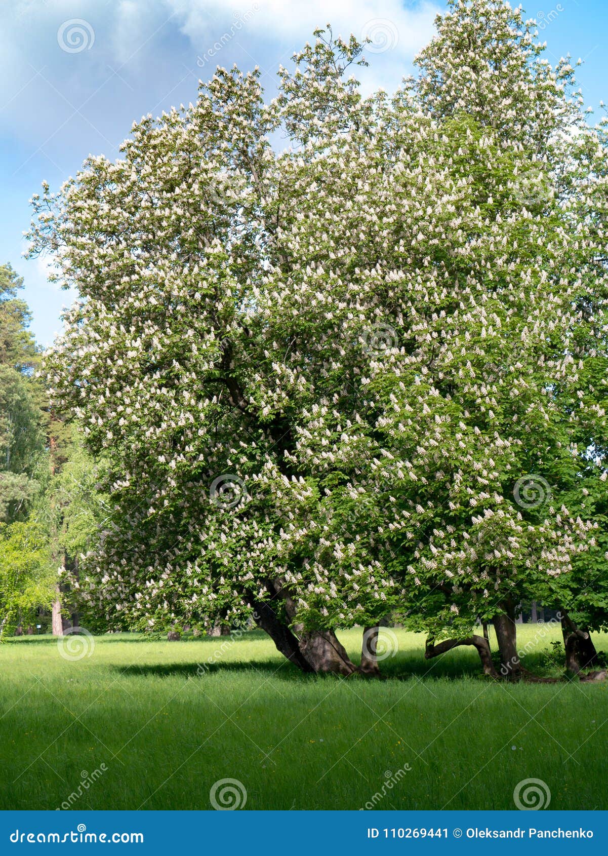 Blooming Chestnut Trees in Spring Stock Image - Image of blue, forest ...