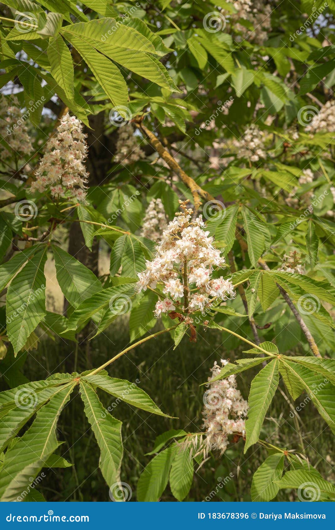 Blooming Chestnut Trees on the Streets of Rome in Italy Stock Photo ...