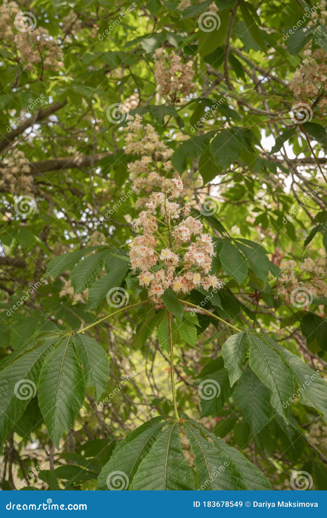 Blooming Chestnut Trees on the Streets of Rome in Italy Stock Image ...