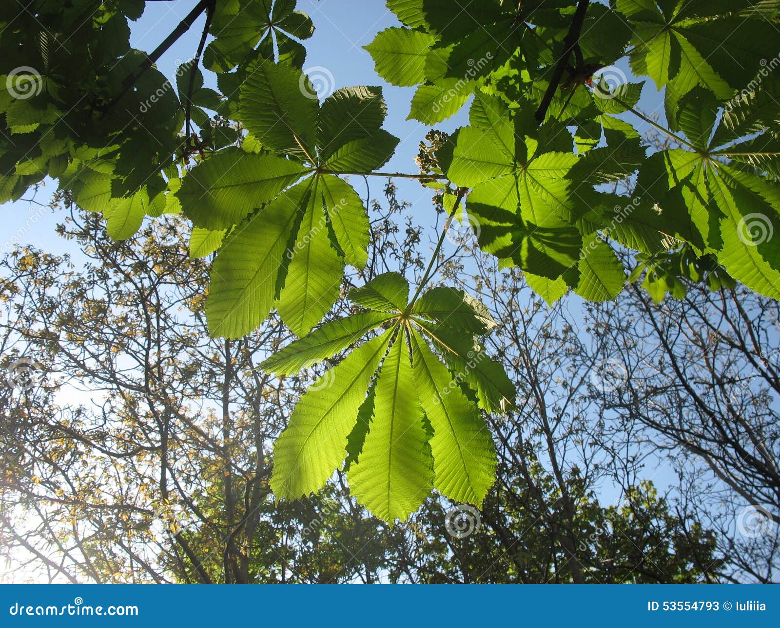 Blooming chestnuts stock image. Image of candle, emerald - 53554793