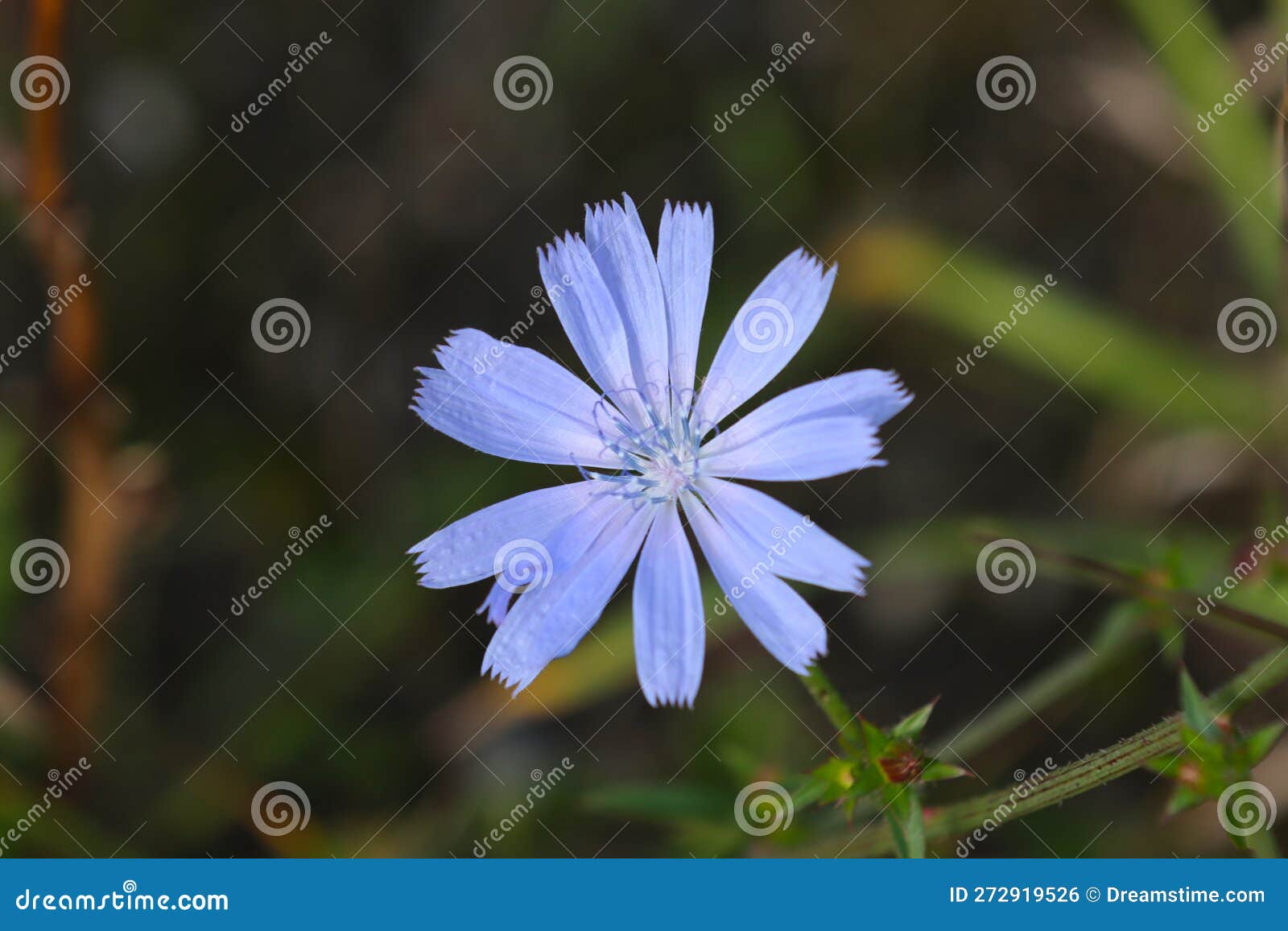 Blooming Chicory Plant with Blue Flowers Stock Photo - Image of flowers ...