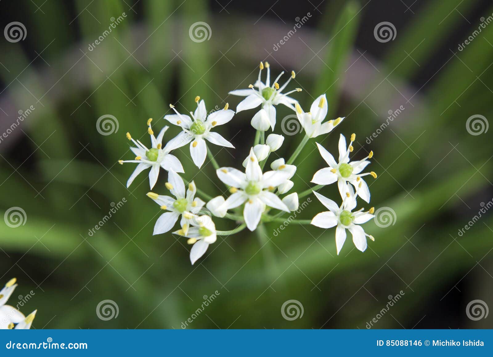 Blooming chive flower stock photo. Image of nature, leaf - 85088146