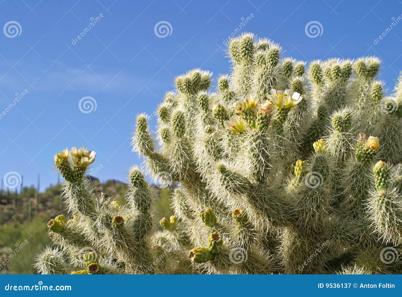Blooming Cholla stock image. Image of chain, yellow, plant - 9536137