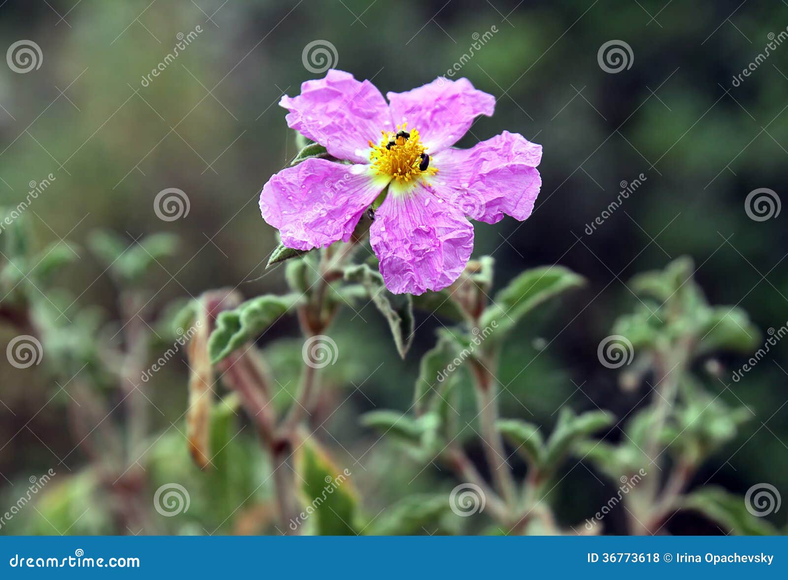 Blooming cistus stock photo. Image of wildflower, bush - 36773618