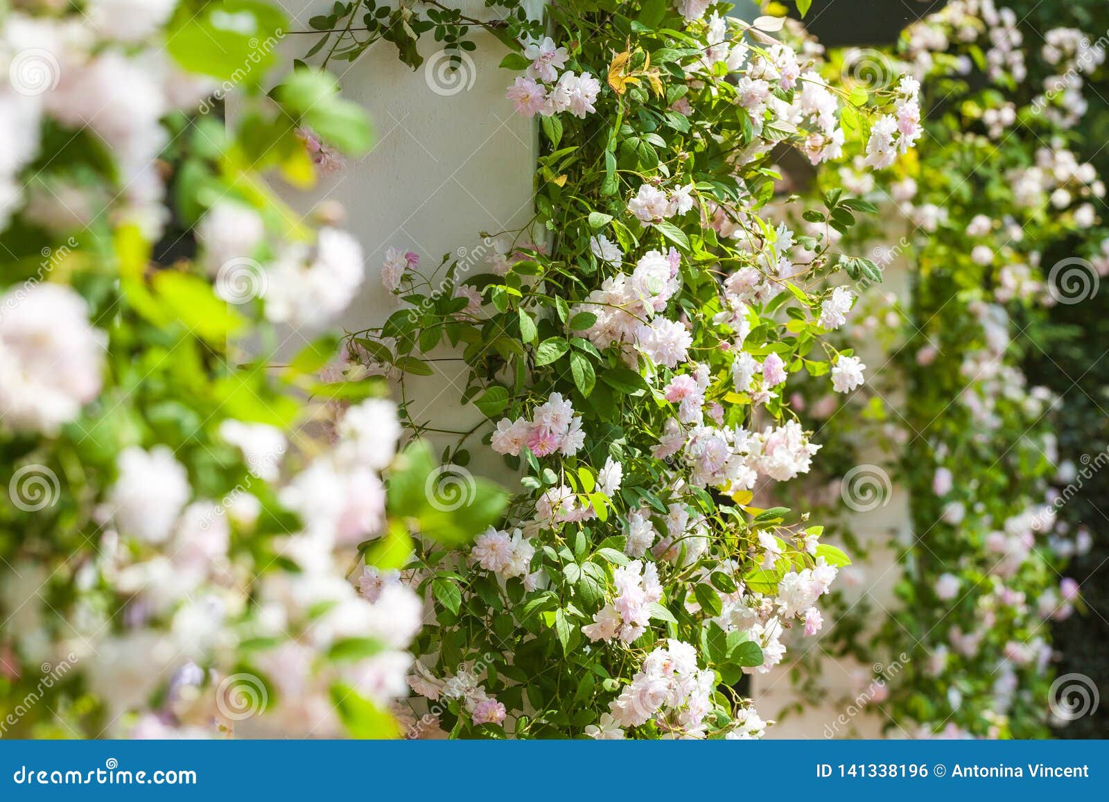 Blooming Climbing Roses in a Beautiful Garden Stock Photo - Image of ...