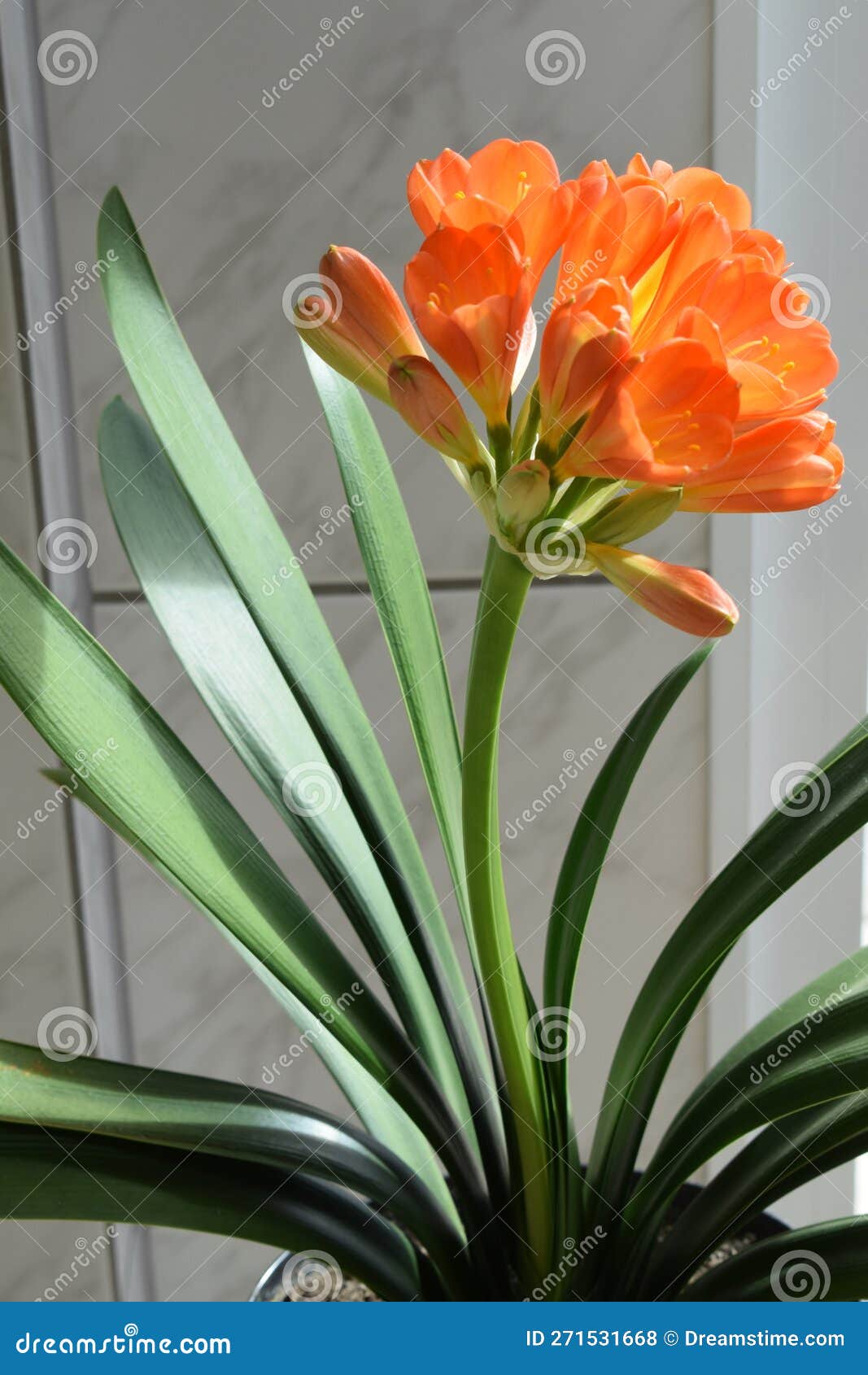 Blooming Clivia Miniata in Front of a White Wall Stock Photo - Image of ...