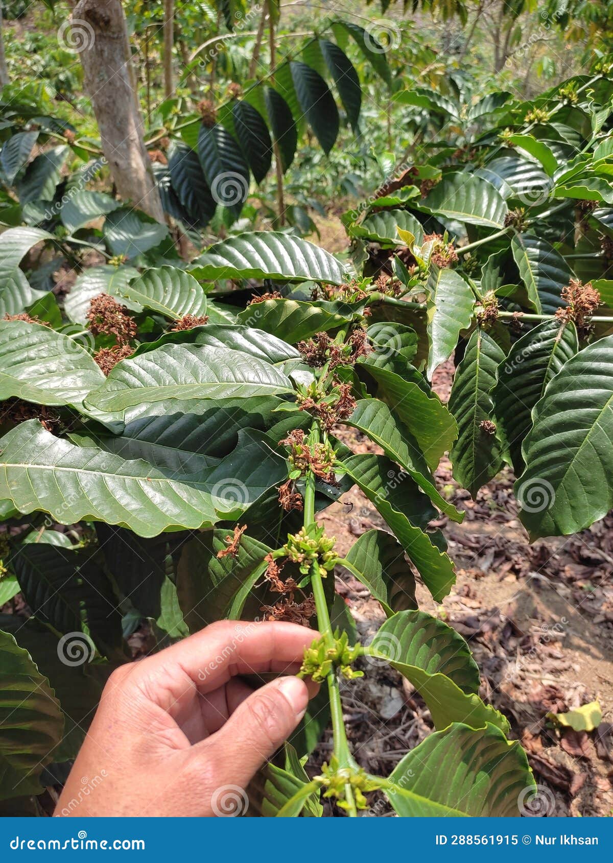 Blooming Coffee Flowers stock image. Image of shrub - 288561915