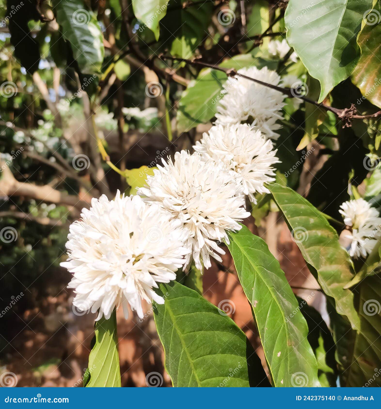 Blooming coffee flowers stock photo. Image of focused - 242375140
