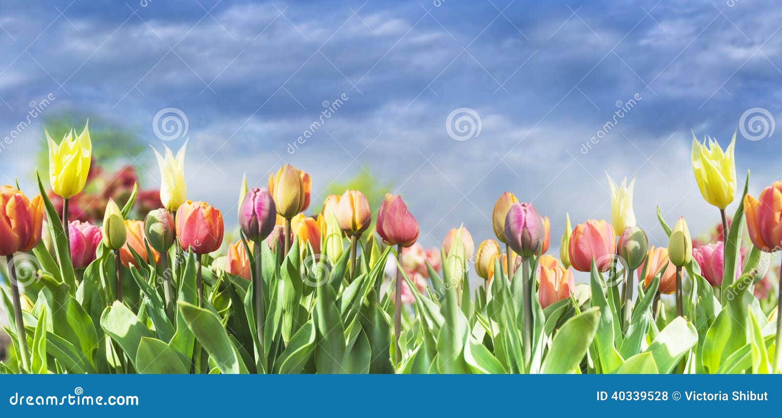 Blooming Colorful Tulips On Sky Background Stock Photo - Image of fresh ...