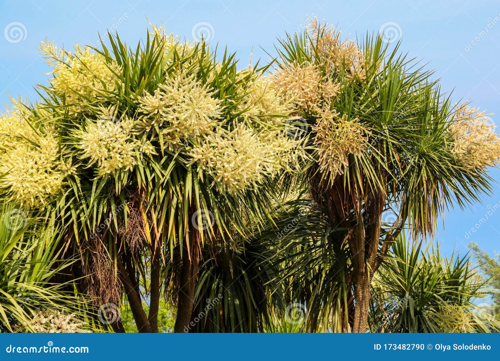 Blooming Cordyline Australis, Commonly Known As Cabbage Tree Or Cabbage ...
