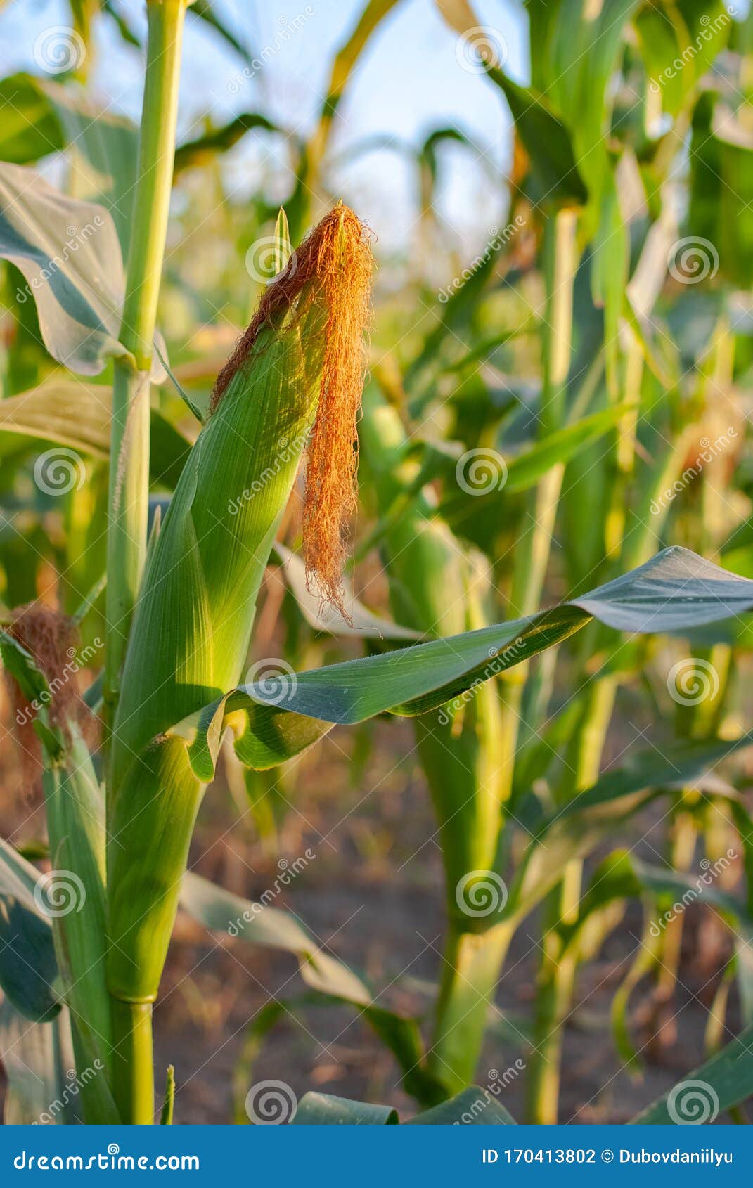 Blooming Corn in a Field at Sunset, Farm Stock Photo - Image of green ...