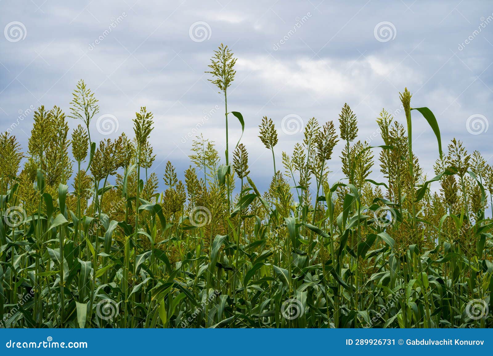 Blooming Corn with Green Leaves, Blue Sky Clouds in Background Stock ...