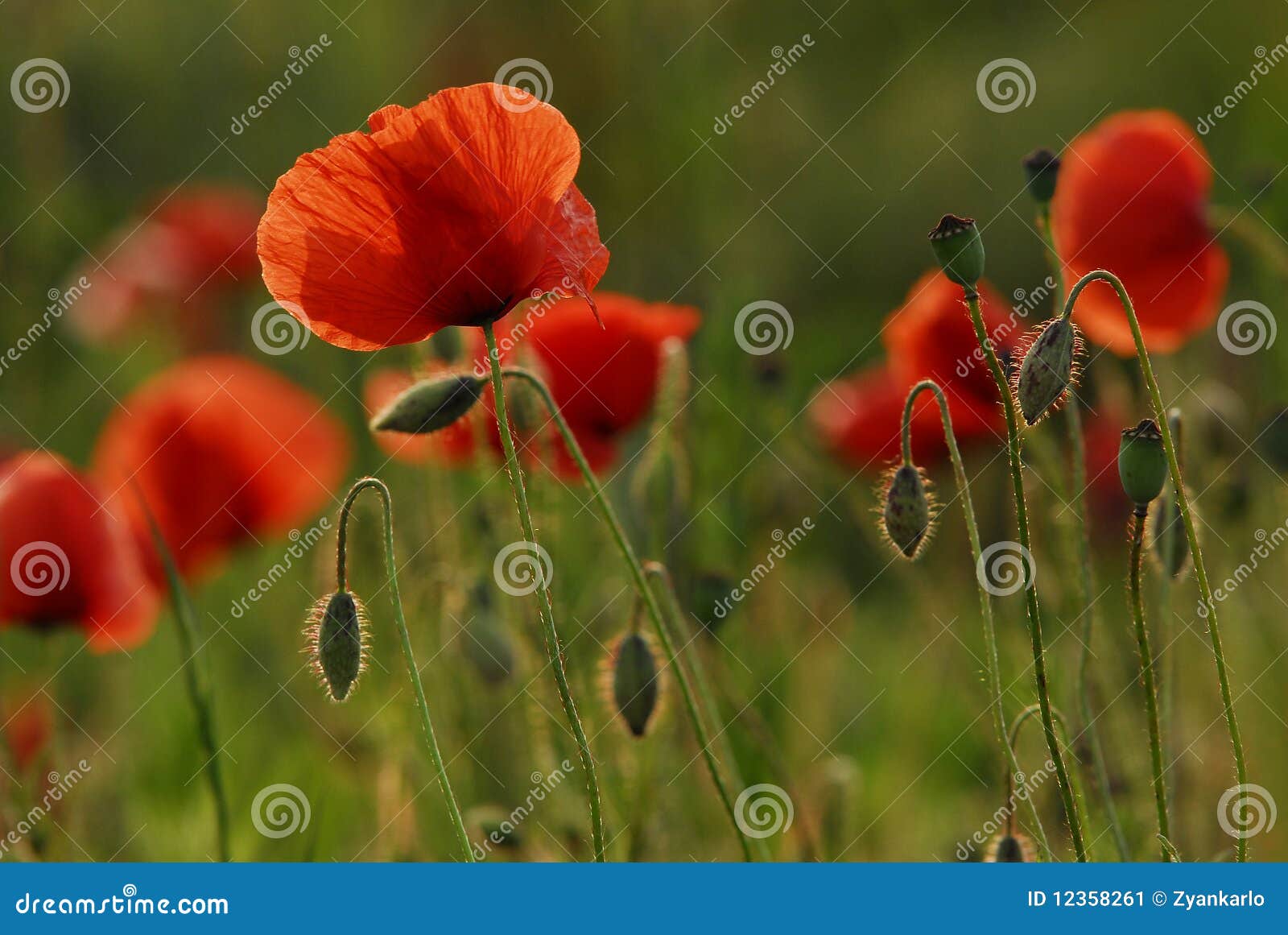 Blooming corn poppy stock image. Image of poppy, macro - 12358261