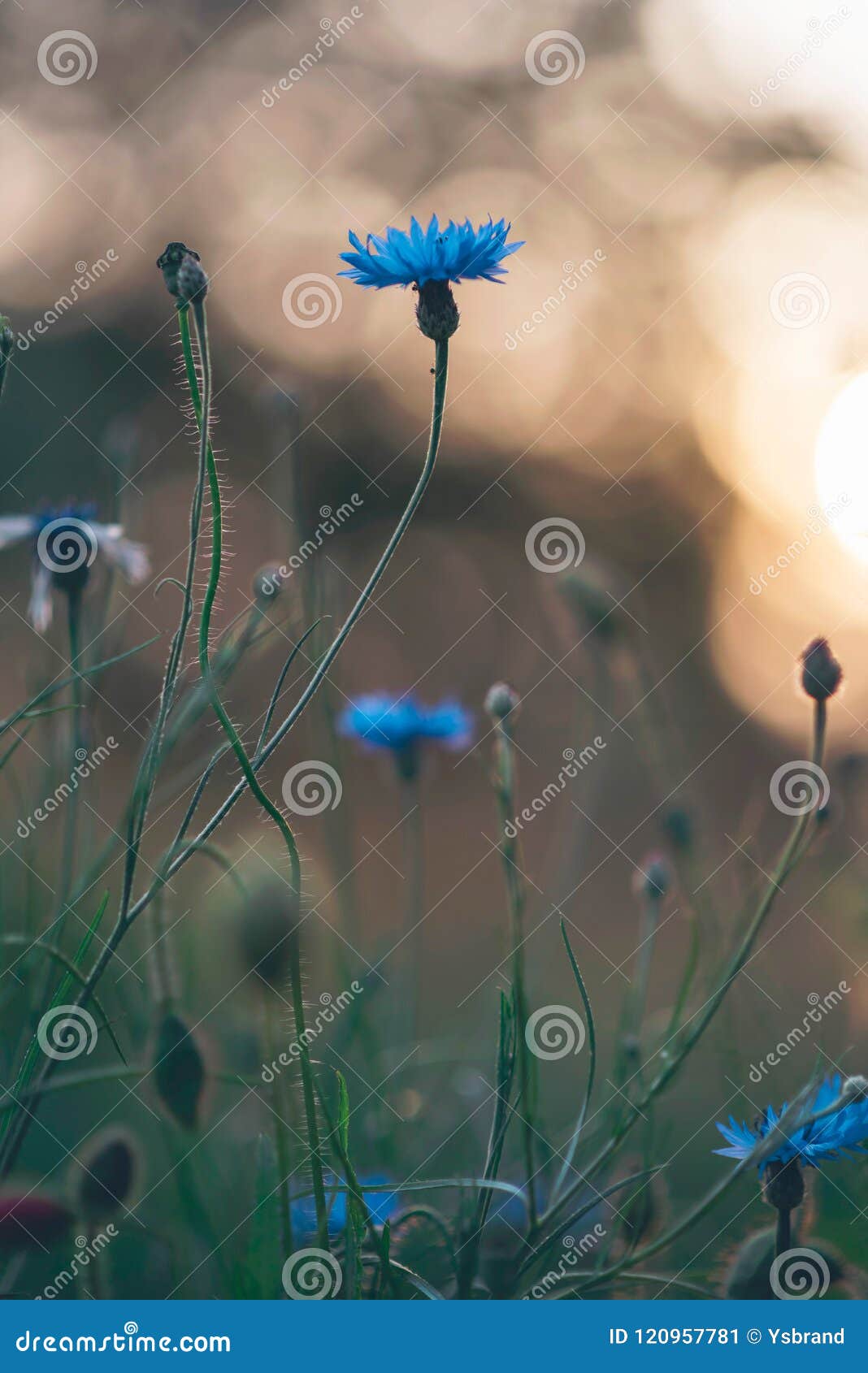 Blooming Cornflowers in Meadow in Backlight of Sun. Stock Image - Image ...
