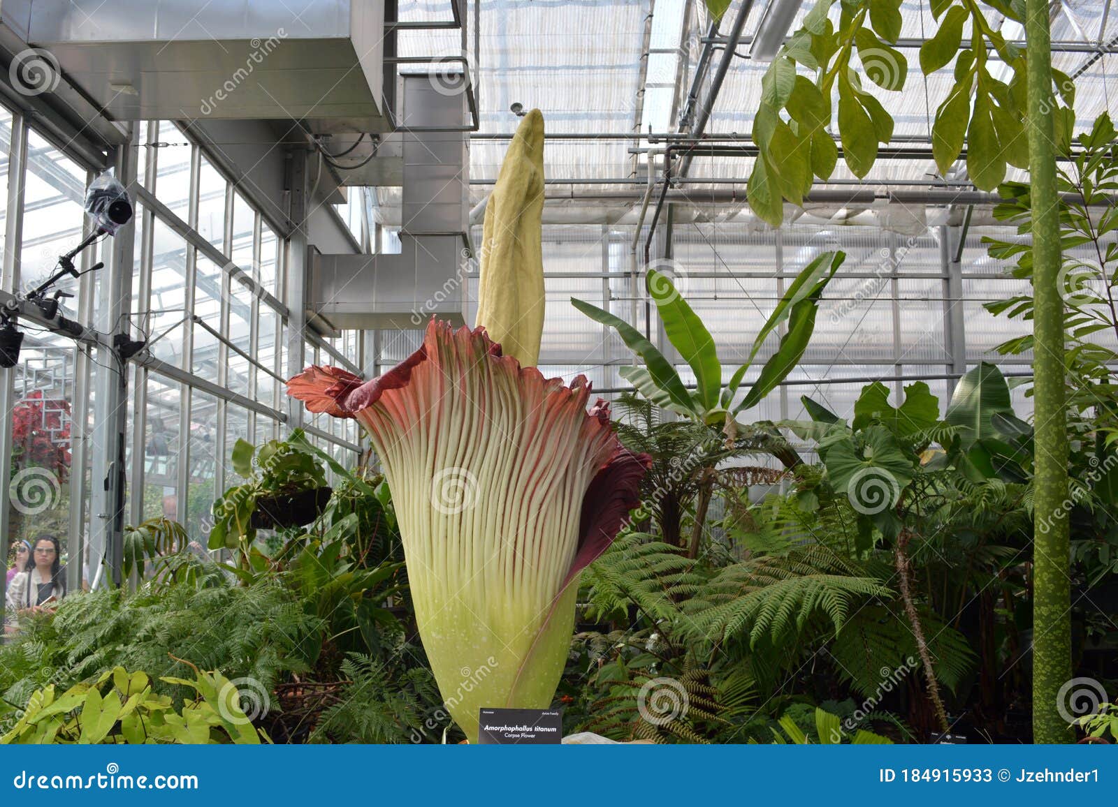 Corpse Flower Seed Pod Royalty-Free Stock Photo | CartoonDealer.com ...