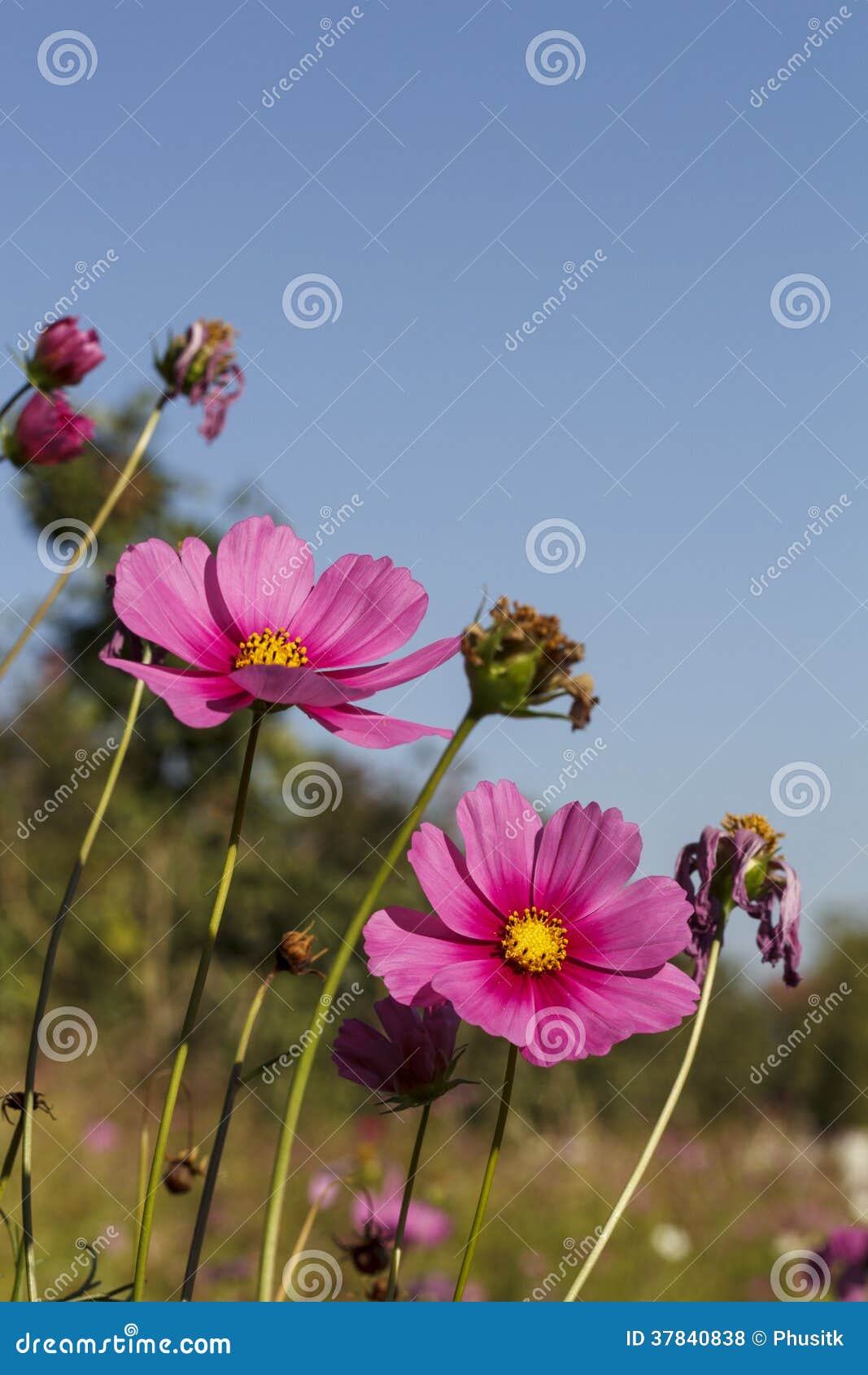 Blooming cosmos spring stock photo. Image of countryside - 37840838