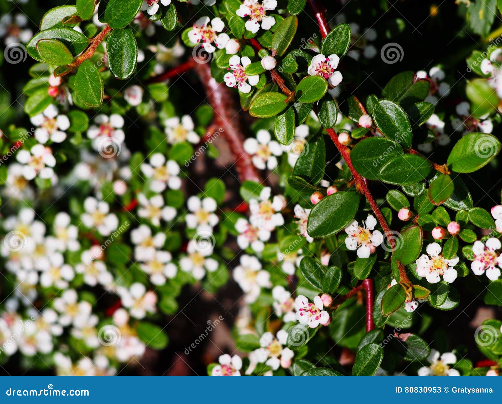 Blooming Cotoneaster stock image. Image of flora, branch - 80830953