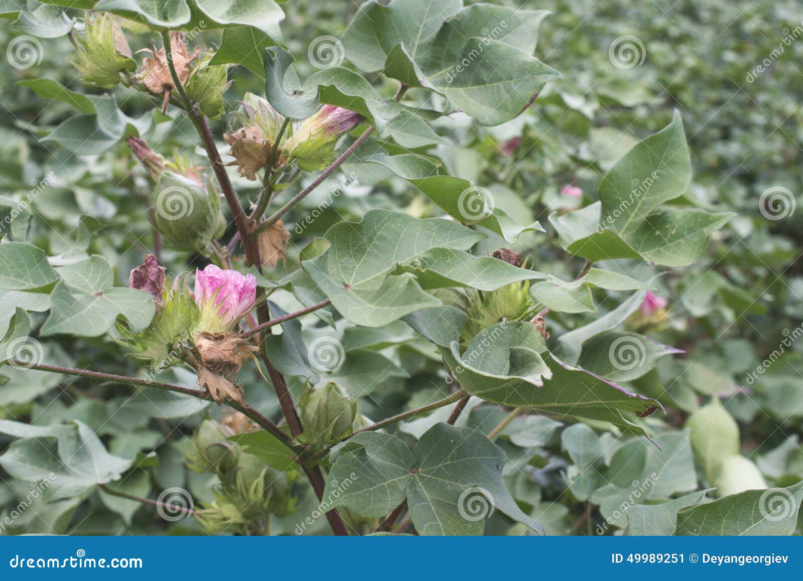 Blooming cotton stock image. Image of plantation, agriculture - 49989251