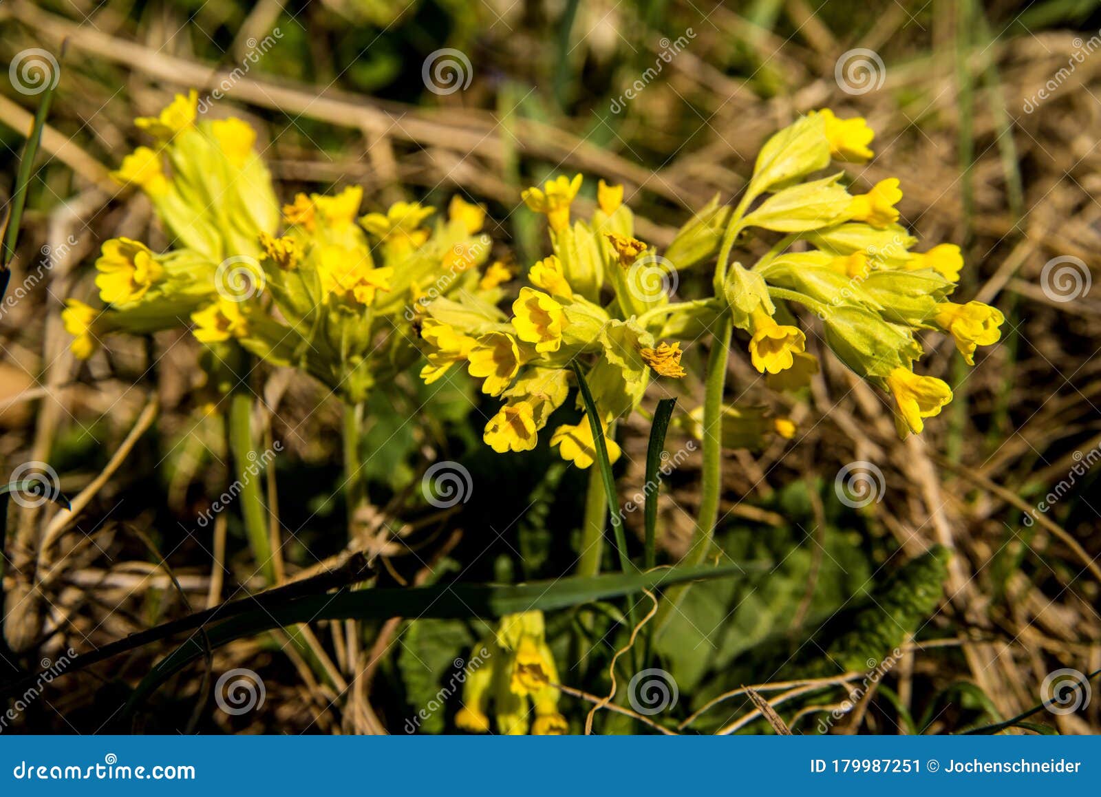 Blooming Cowslips on a Meadow Stock Image - Image of flower, leaf ...