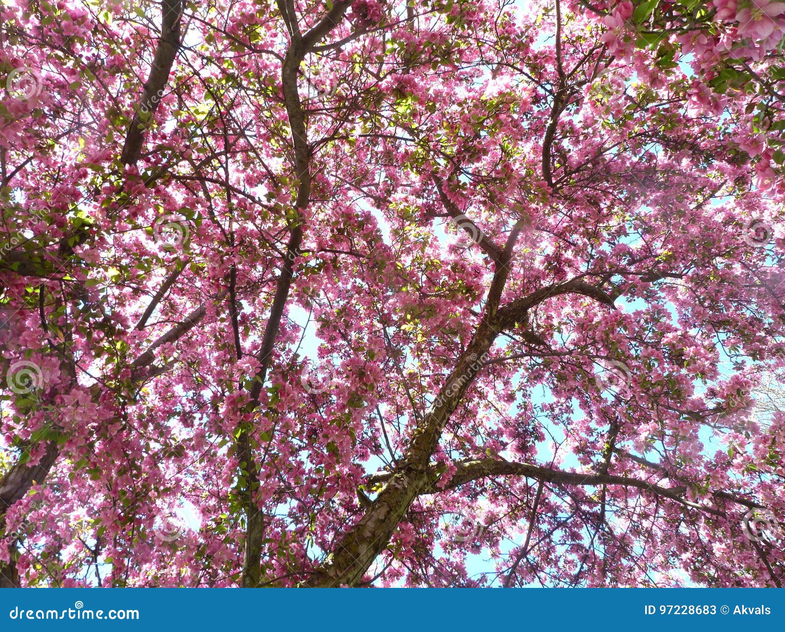 Blooming Crab Apple Tree Branches Against the Sunlight - Full Frame ...