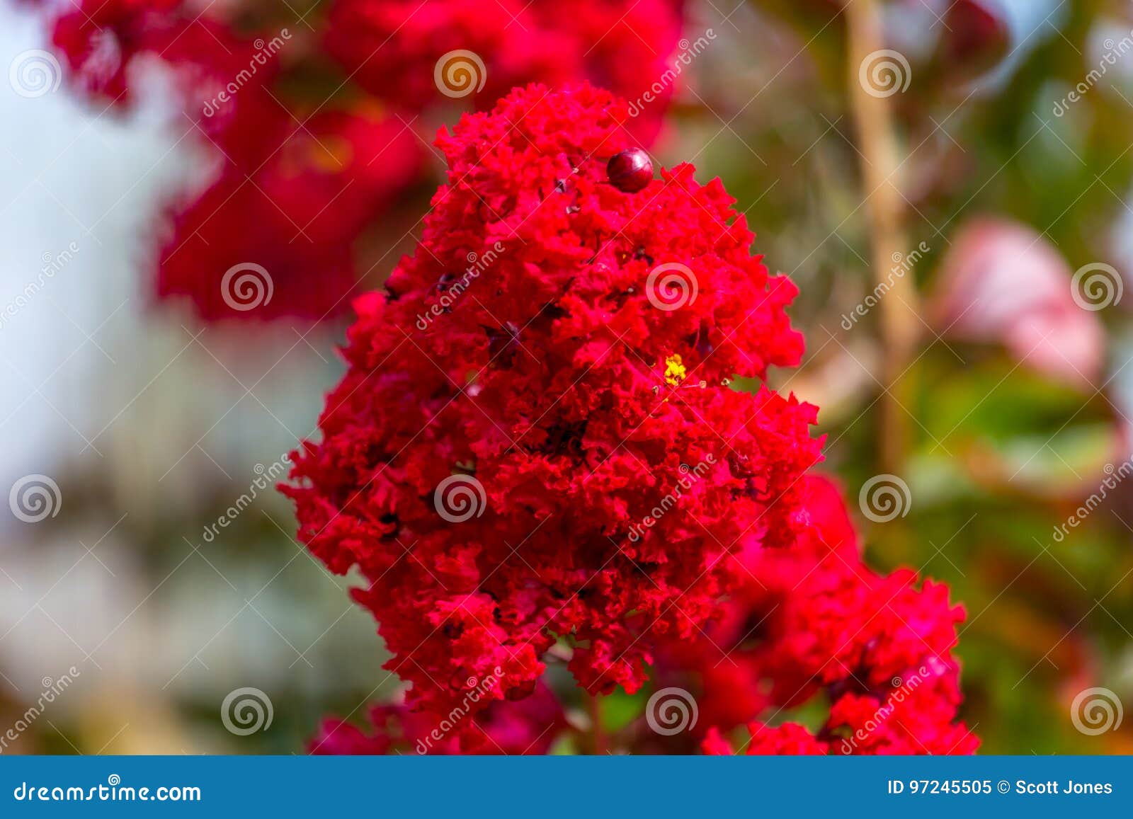 Crepe-Myrtle Lagerstroemia Indica Stock Photography | CartoonDealer.com ...