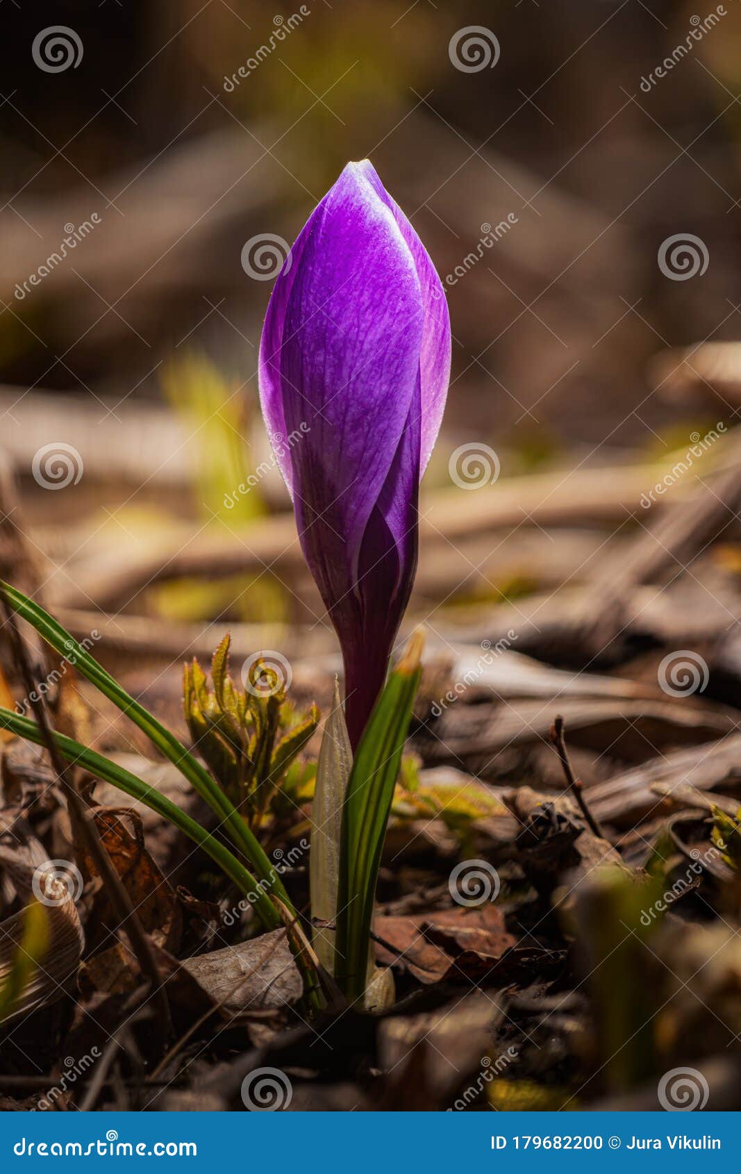 Spring is a time of hope stock photo. Image of bloom - 179682200
