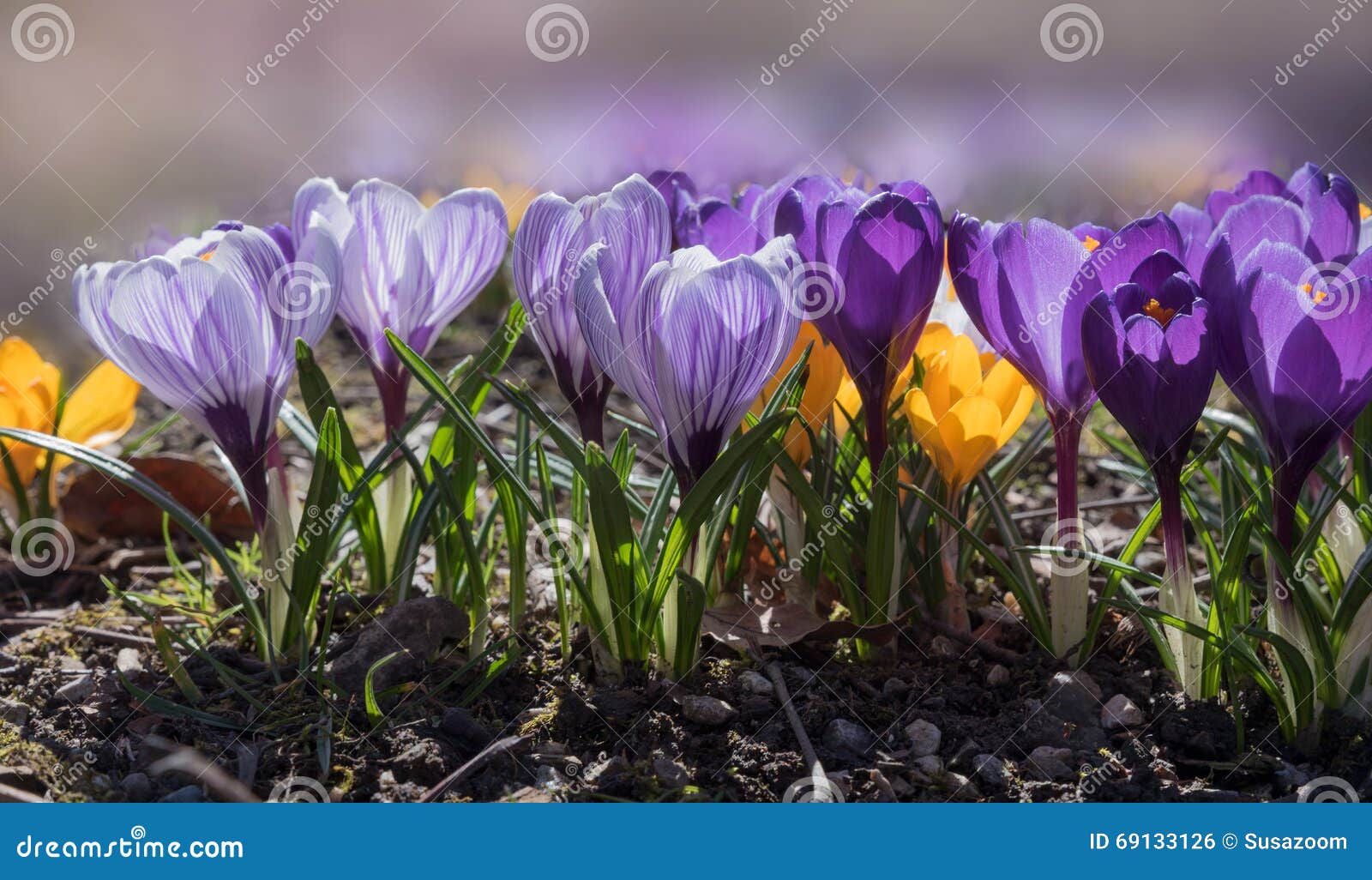 Blooming Crocus Flowers in Various Colors Stock Photo - Image of ...