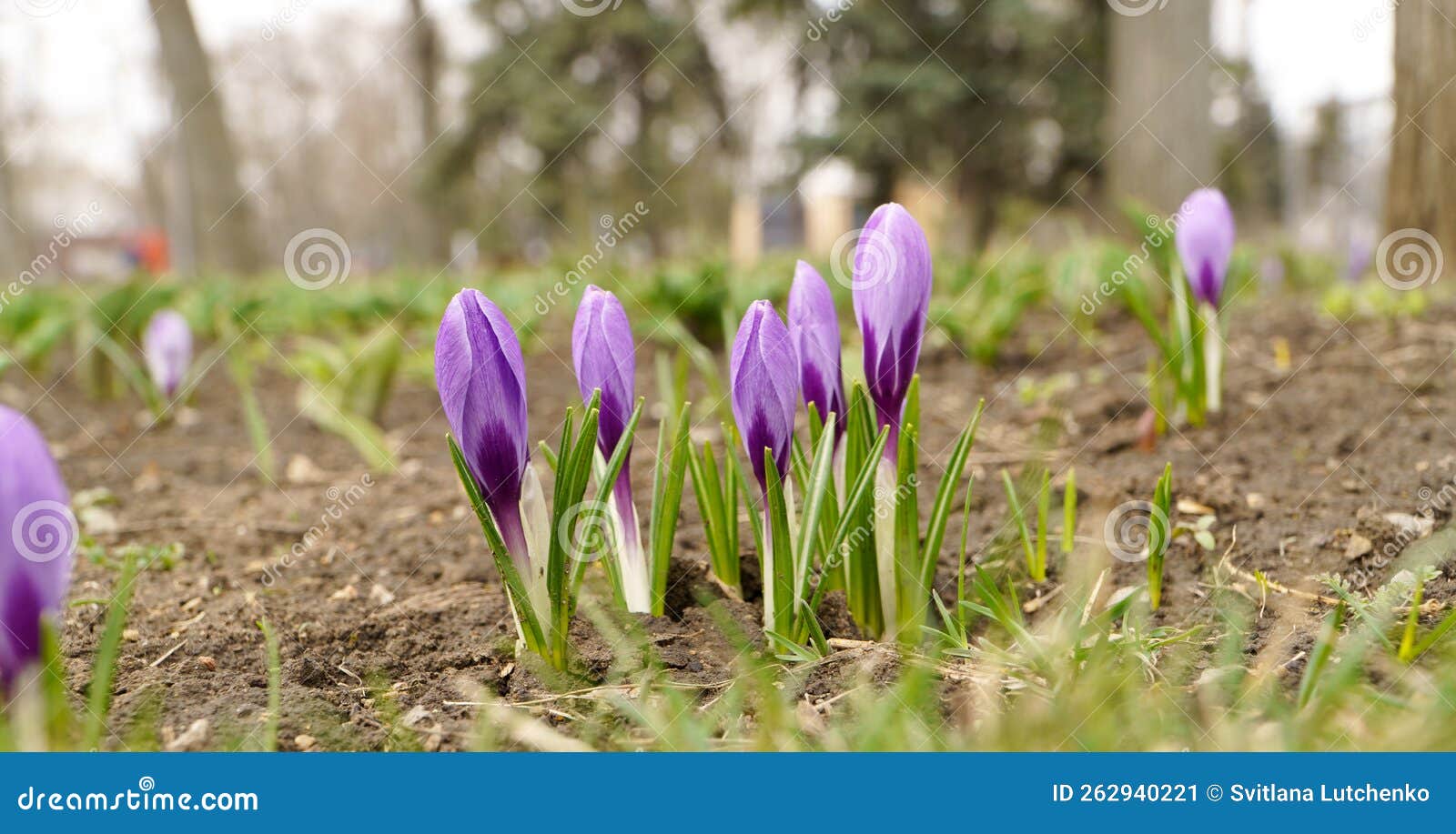 Blooming Crocuses in the Park. First Spring Flowers Stock Image - Image ...
