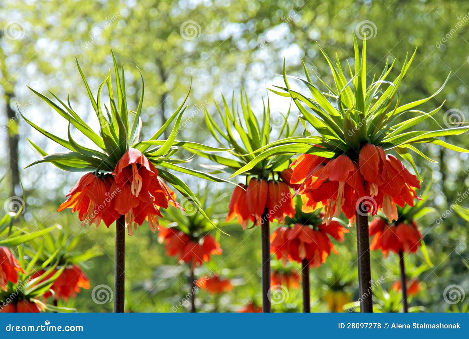 Blooming Crown Flower, Giant Milkweed, Calotropis Gigantea, Giant ...