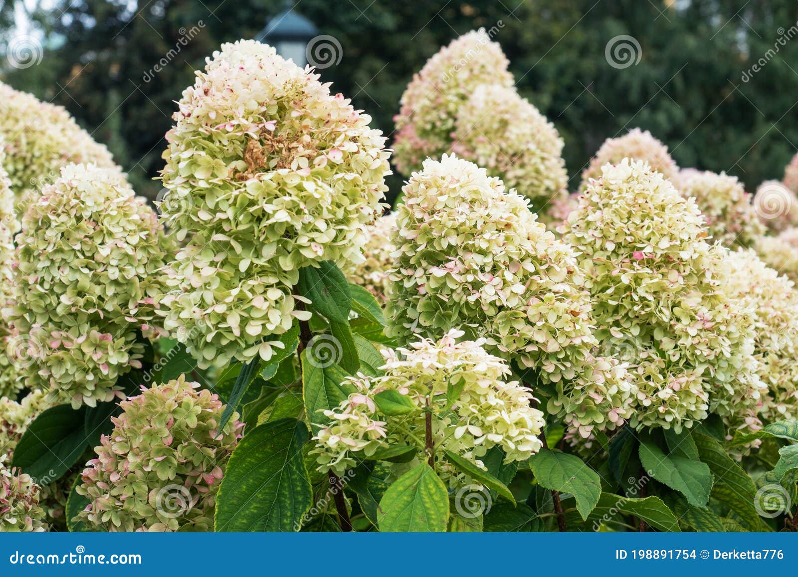 Blooming Cultivar Panicled Hydrangea Hydrangea Paniculata in the Summer ...