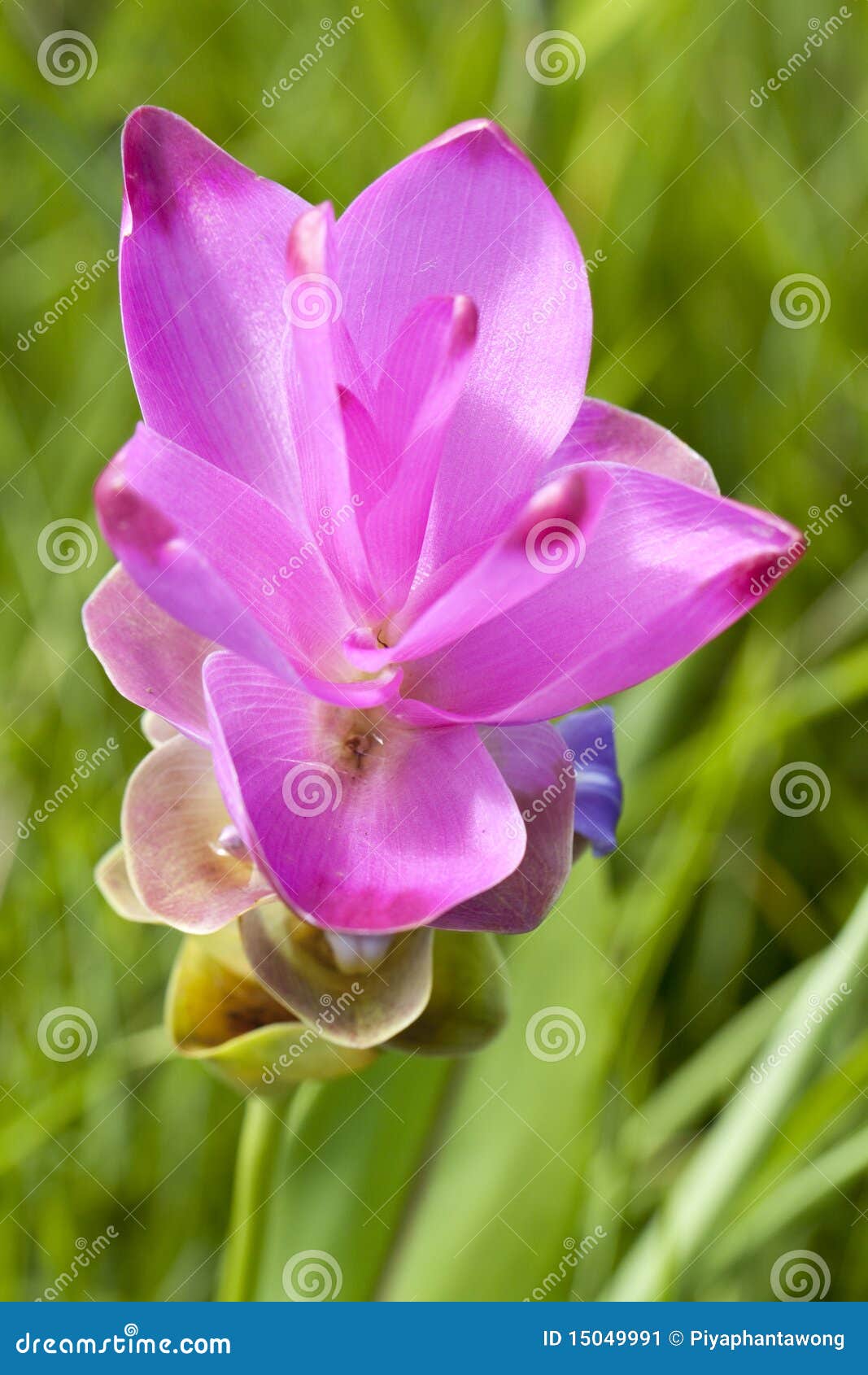 Blooming curcuma stock image. Image of grass, curcuma - 15049991