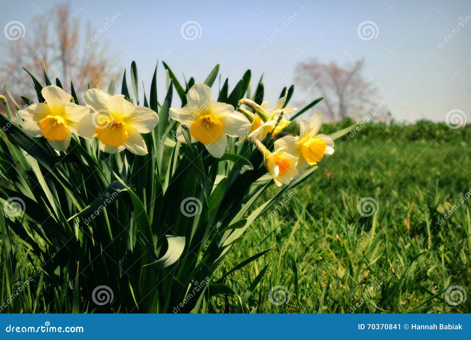 Blooming Daffodils stock image. Image of easter, beautiful - 70370841