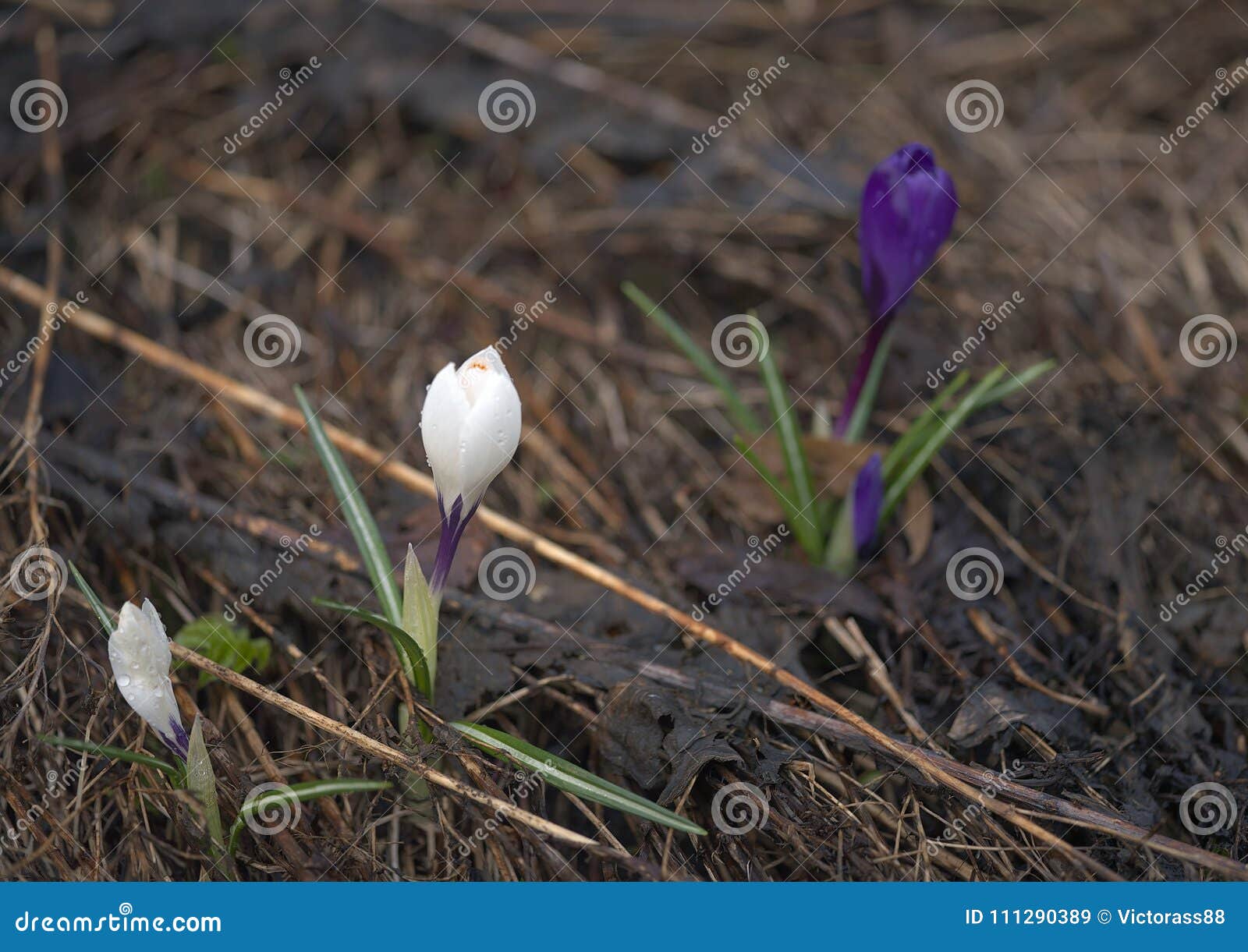 First Sign of Spring stock image. Image of april, daytime - 111290389