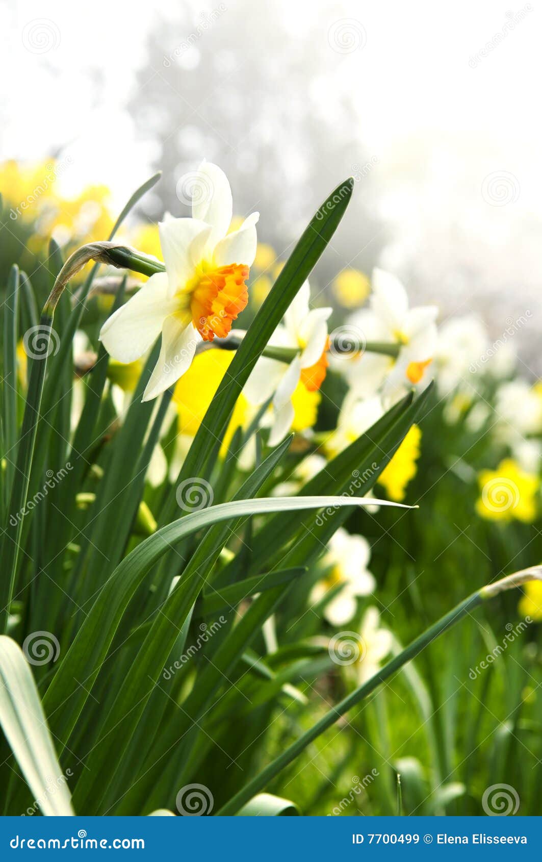 Blooming Daffodils in Spring Park Stock Image - Image of closeup ...