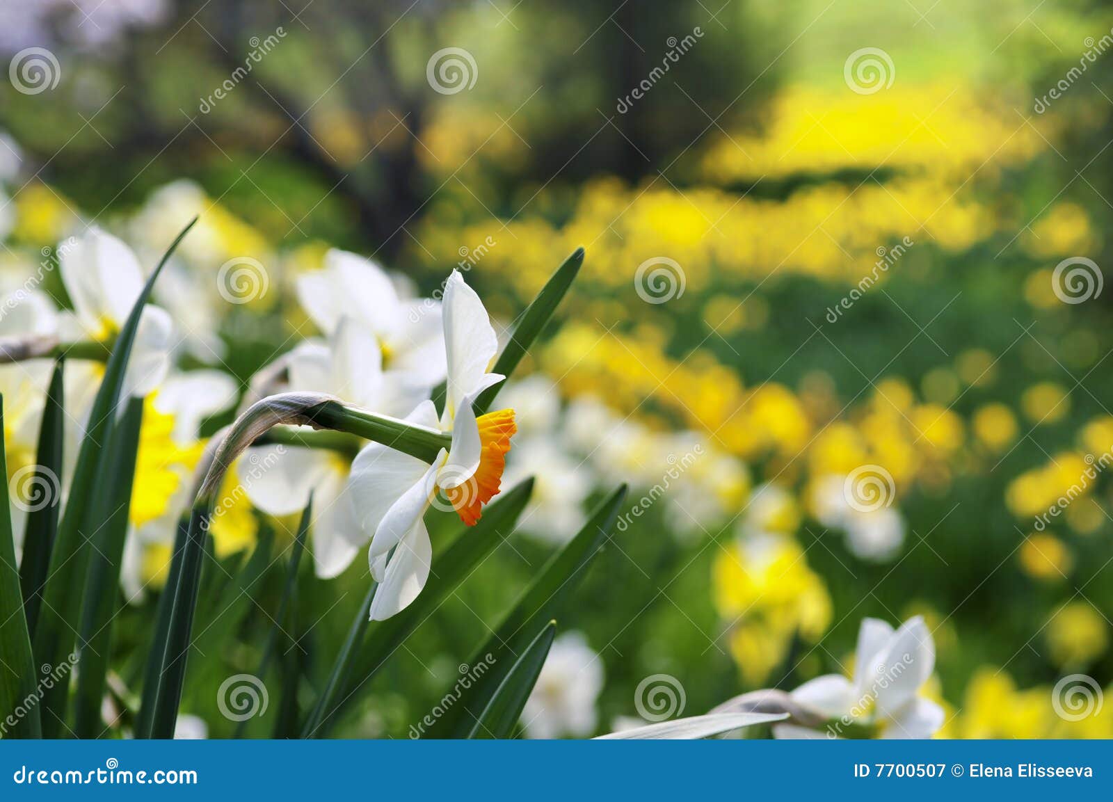 Blooming Daffodils in Spring Park Stock Image - Image of spring ...
