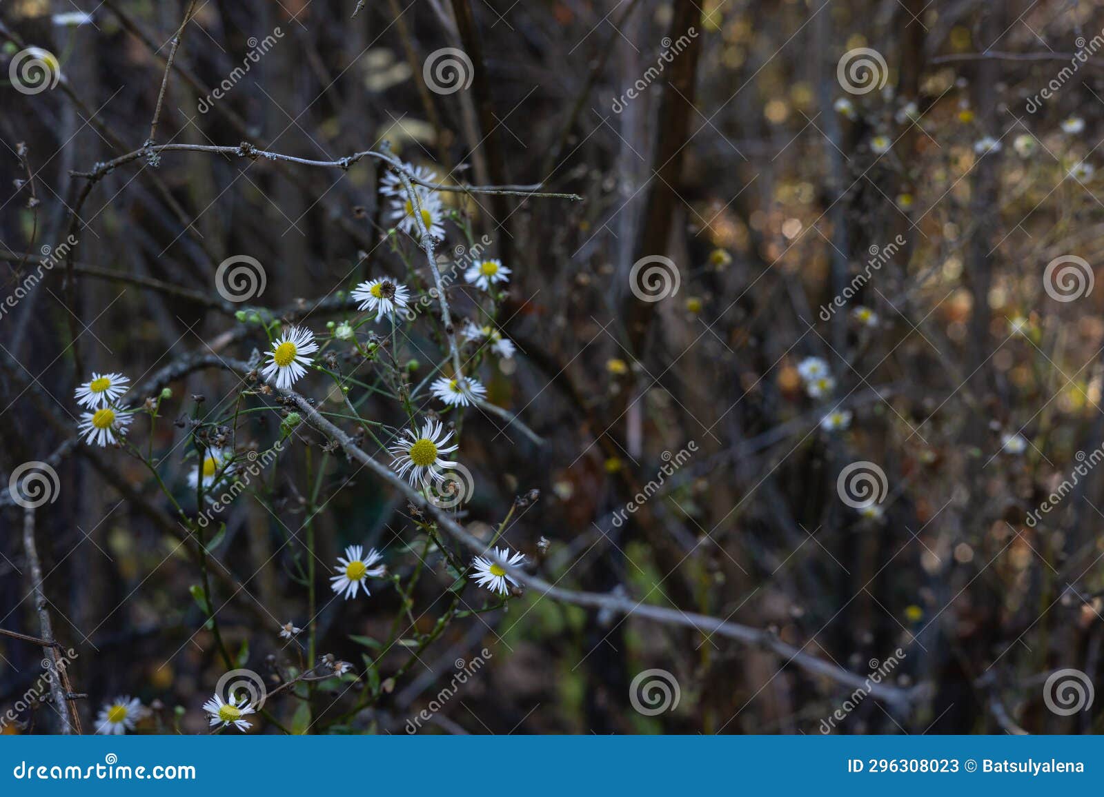 Blooming Daisies in the Autumn Forest Stock Image - Image of water ...
