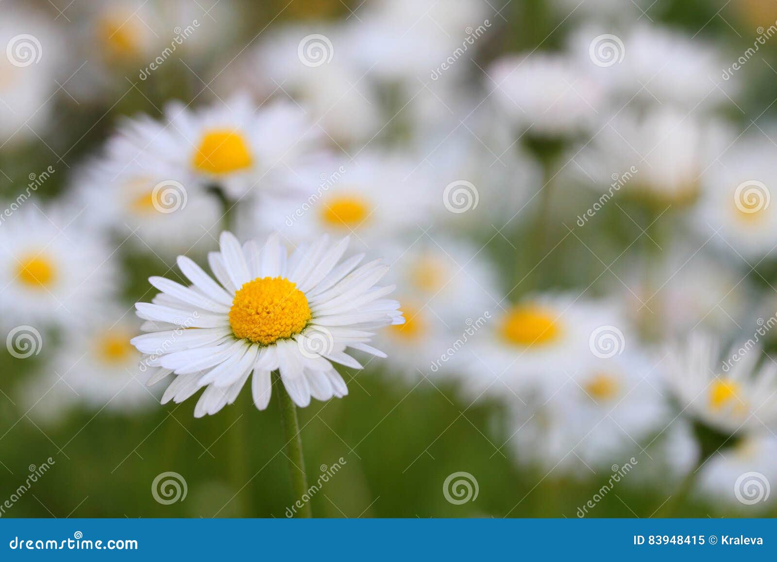 Blooming daisy stock image. Image of grow, green, flora - 83948415