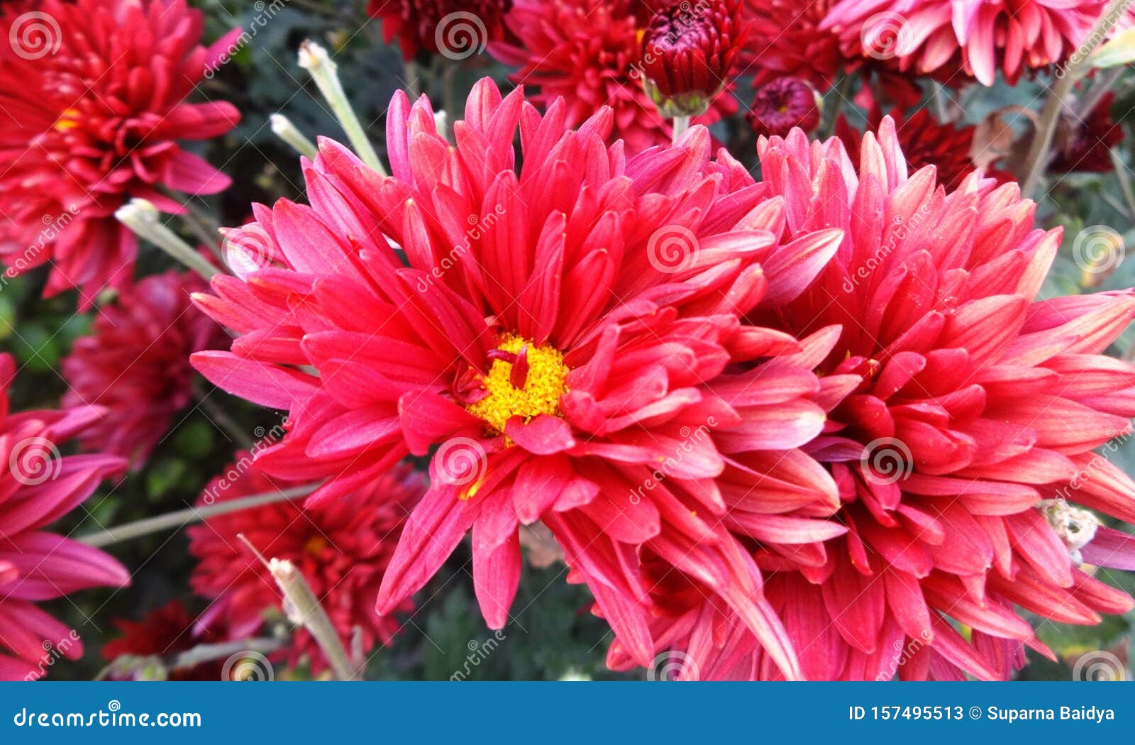 The blooming Dalia stock image. Image of love, dalia - 157495513