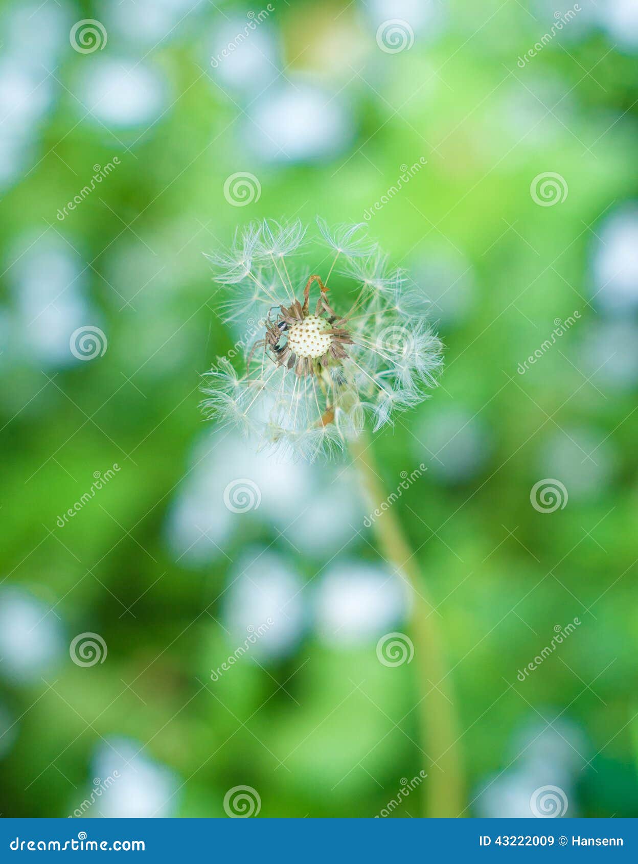 Blooming dandelion stock image. Image of dandelion, delicate - 43222009