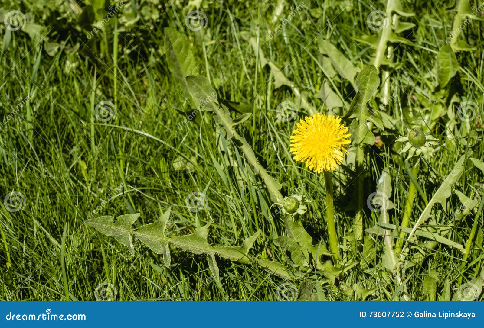 Blooming dandelion closeup stock photo. Image of garden - 73607752
