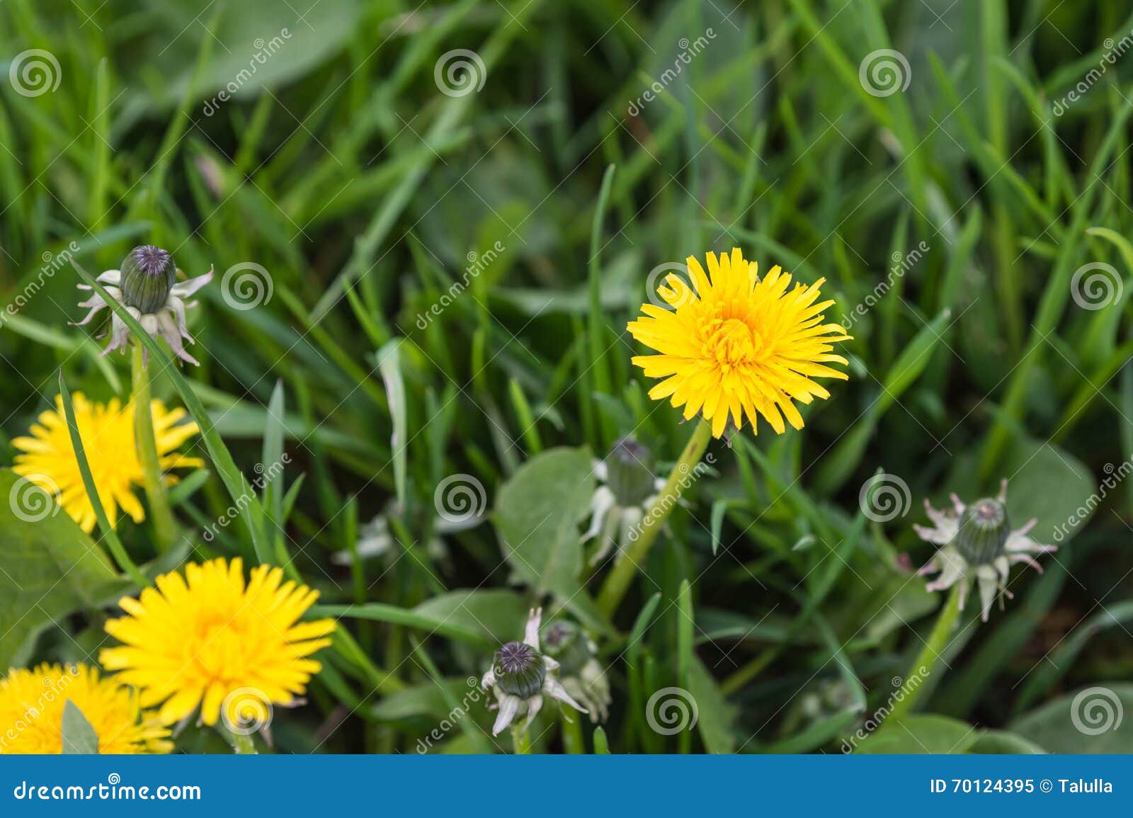 Blooming dandelion flower stock image. Image of sunlight - 70124395
