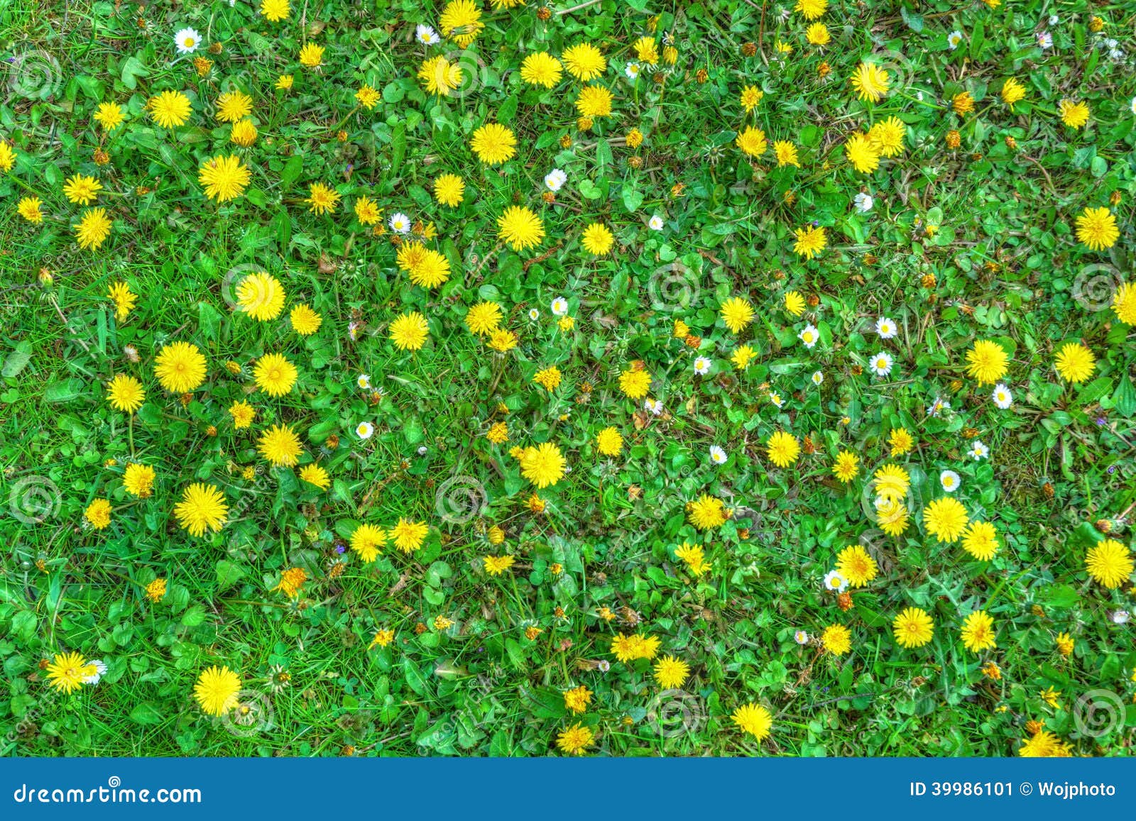 Flower Bush Texture