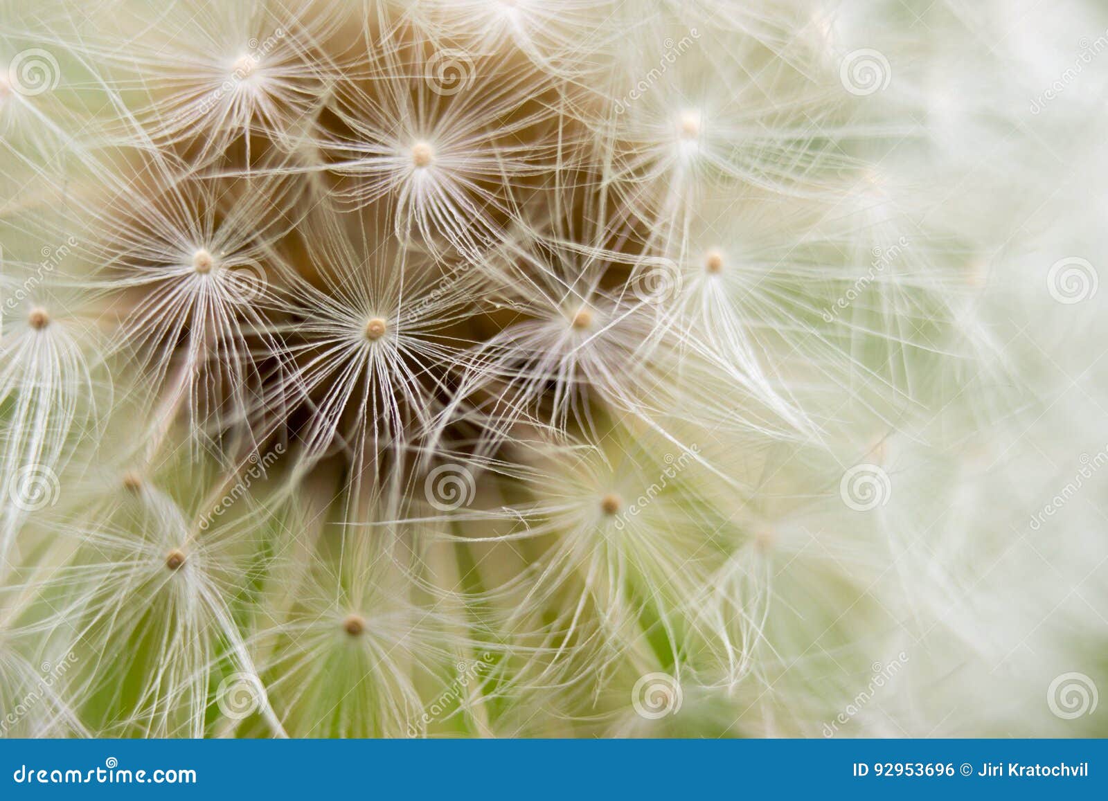 Blooming dandelion stock photo. Image of botany, happiness - 92953696