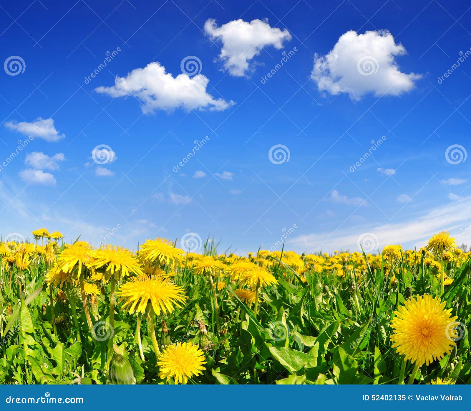 Blooming dandelions stock image. Image of grass, beauty - 52402135