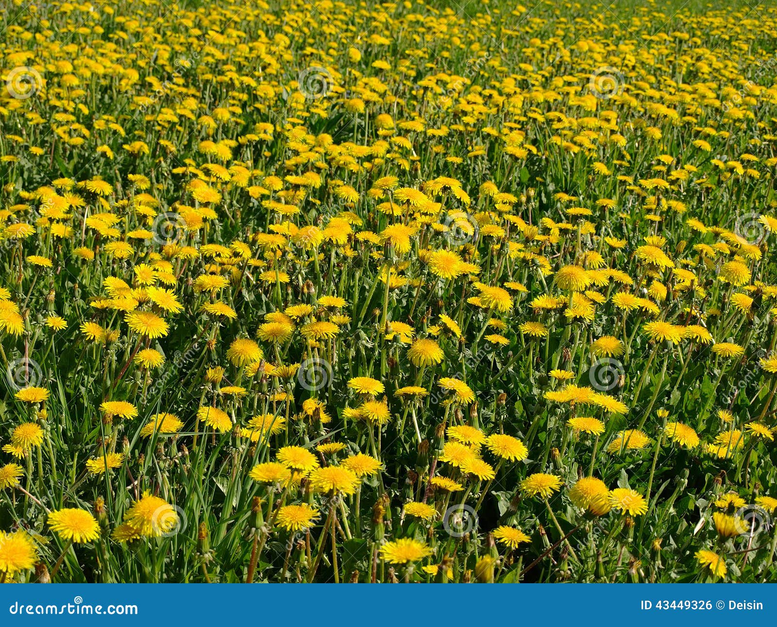 Blooming dandelions stock photo. Image of dandelions - 43449326