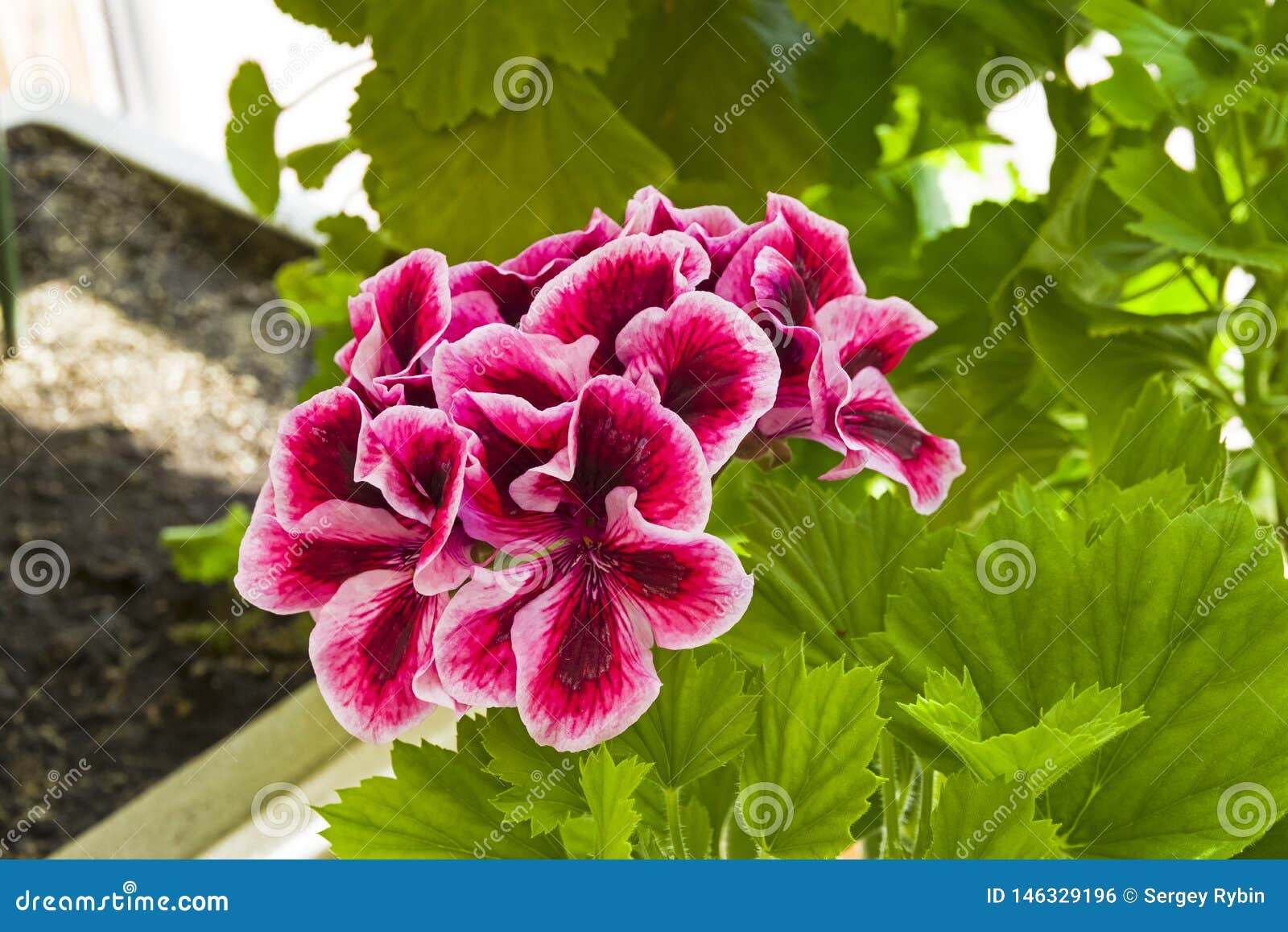 Blooming dark-red geranium stock photo. Image of multicolored - 146329196