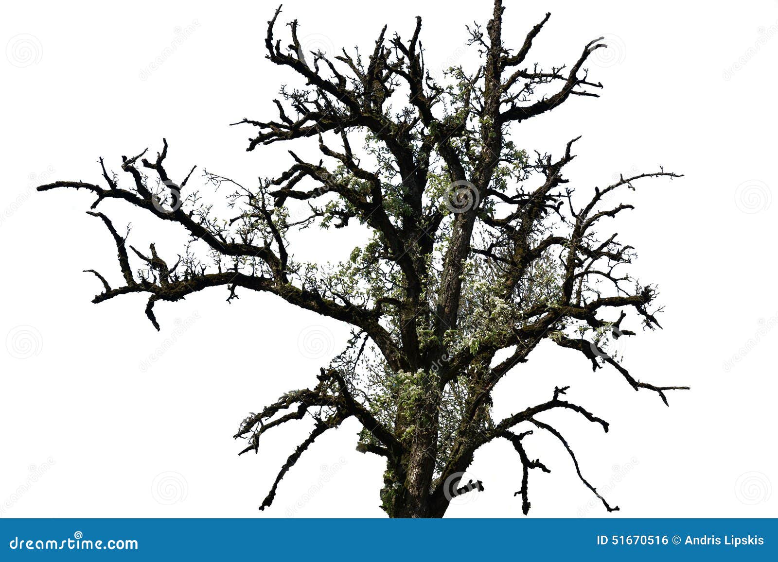 Blooming dead tree stock photo. Image of cycle, nature - 51670516